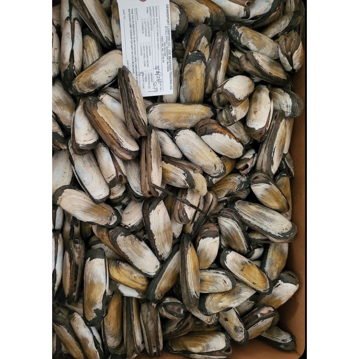 Canadian clams - about 2 pounds – Ginkgo Market